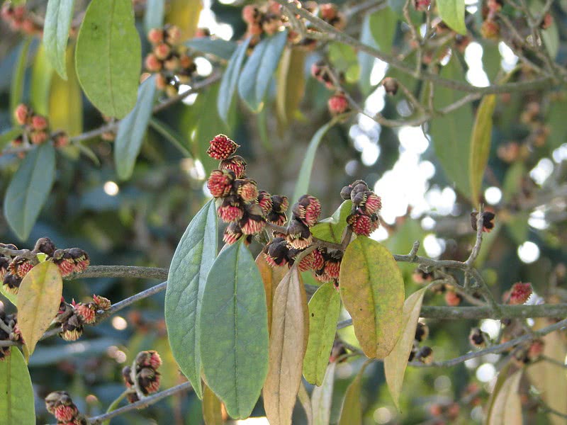 Sycopsis sinensis: Identification, Health Benefits, Uses, Invasive ...