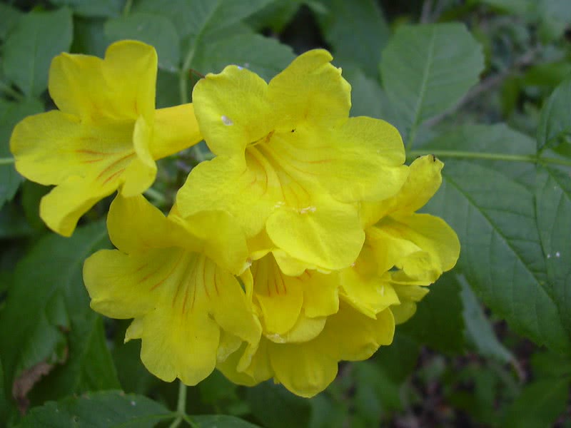 Tecoma stans: Identification, Health Benefits, Uses, Invasive Concerns ...