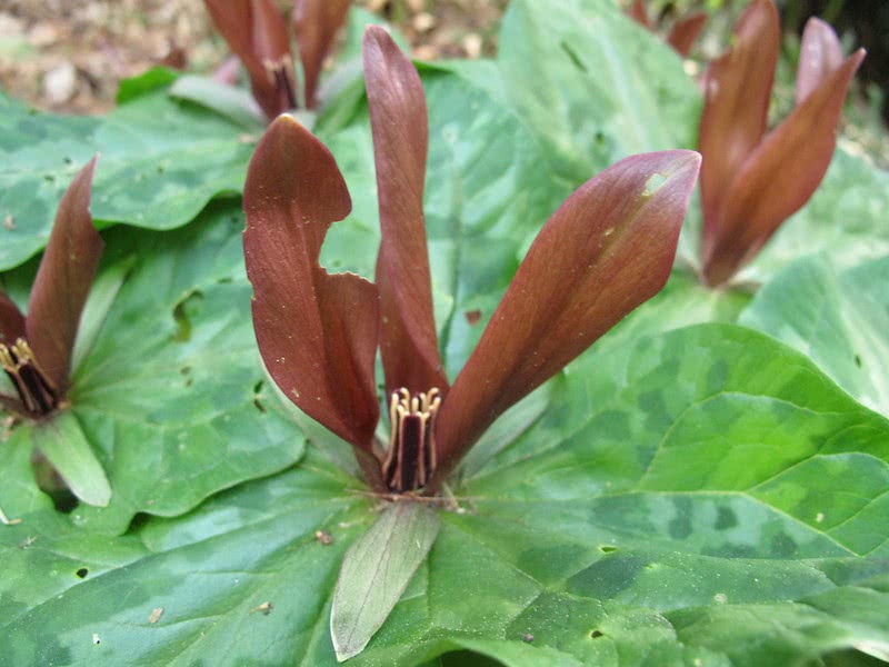 Trillium: Identification, Health Benefits, Uses, Invasive Concerns, and ...