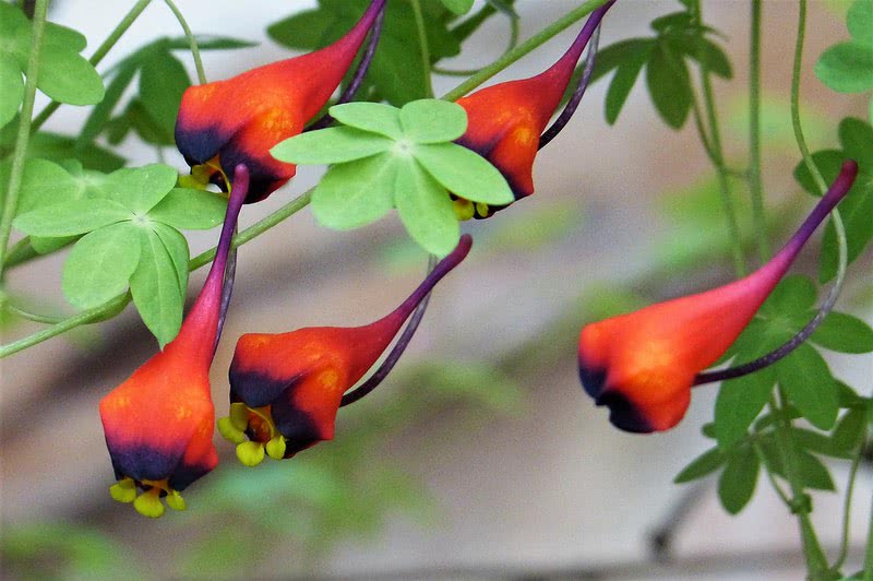 Tropaeolum: Identification, Health Benefits, Uses, Invasive Concerns ...