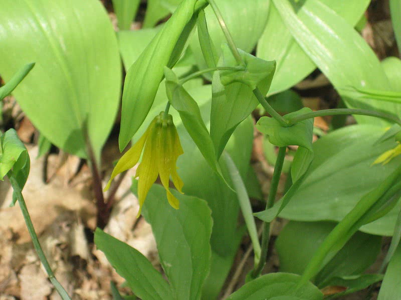 Uvularia grandiflora: Identification, Health Benefits, Uses, Invasive ...