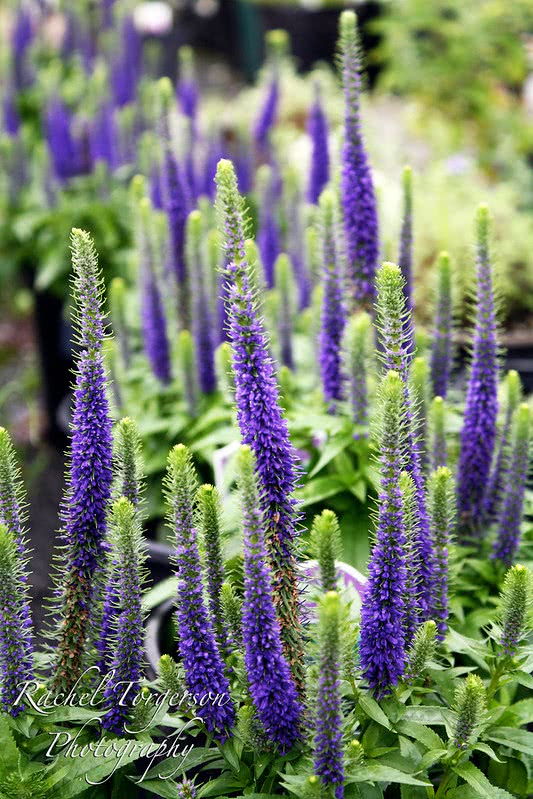 Veronica: Identification, Health Benefits, Uses, Invasive Concerns, and ...