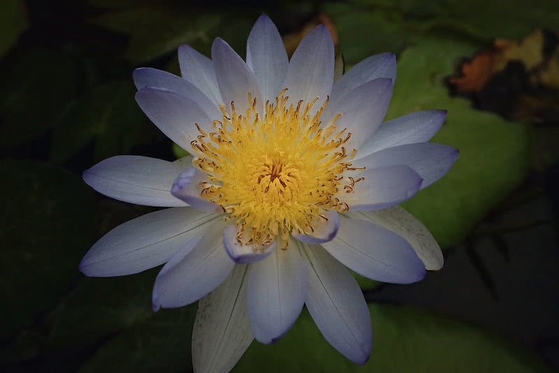 Victoria amazonica: Identification, Health Benefits, Uses, Invasive ...
