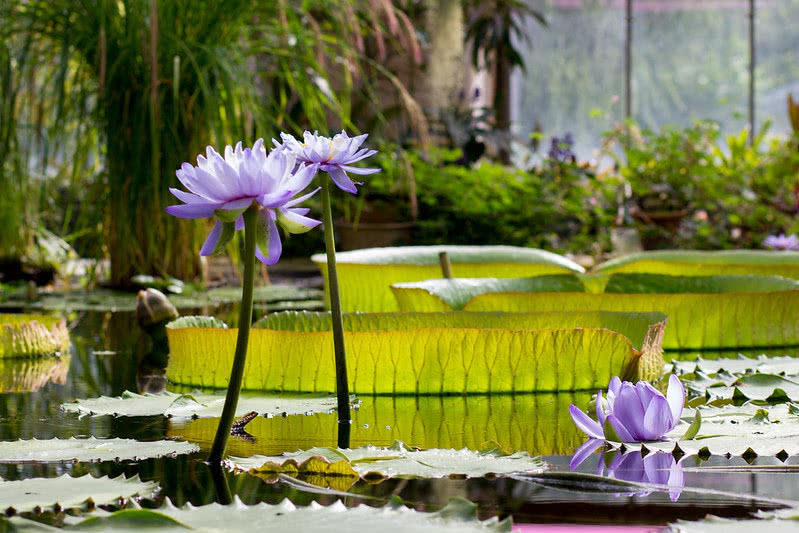 Victoria amazonica: Identification, Health Benefits, Uses, Invasive ...