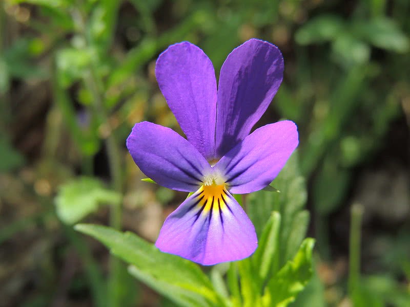 Viola: Identification, Health Benefits, Uses, Invasive Concerns, and ...
