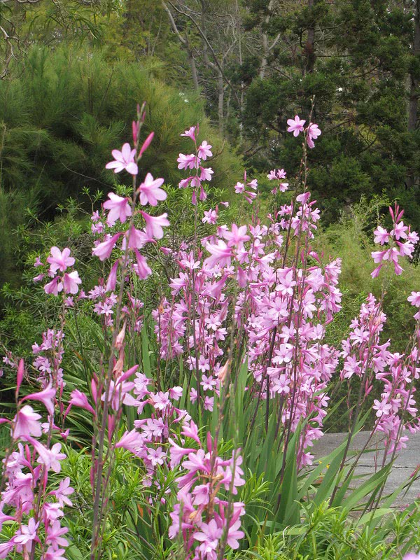 Watsonia: Identification, Health Benefits, Uses, Invasive Concerns, and ...