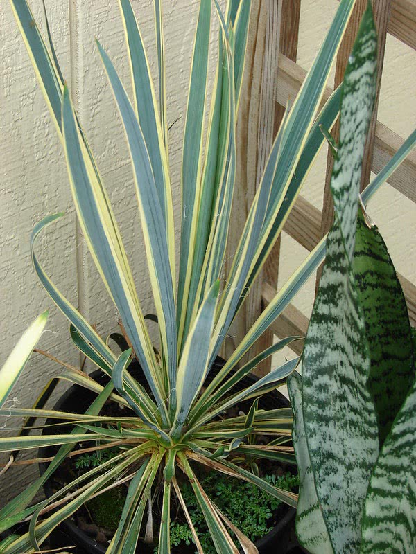 Yucca filamentosa: Identification, Health Benefits, Uses, Invasive ...