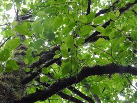 Frangula alnus: Identification, Health Benefits, Uses, Invasive ...