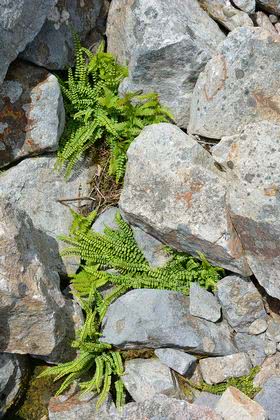 Asplenium nidus: Identification, Health Benefits, Uses, Invasive ...