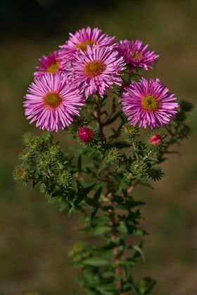 Cosmos bipinnatus: Identification, Health Benefits, Uses, Invasive ...