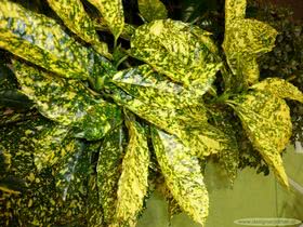 Aucuba japonica: Identification, Health Benefits, Uses, Invasive ...