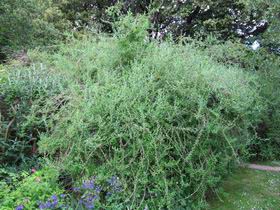 Buddleja: Identification, Health Benefits, Uses, Invasive Concerns, and ...