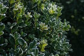 Buxus microphylla: Identification, Health Benefits, Uses, Invasive ...
