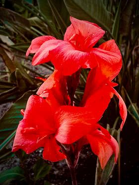Canna x generalis: Identification, Health Benefits, Uses, Invasive ...