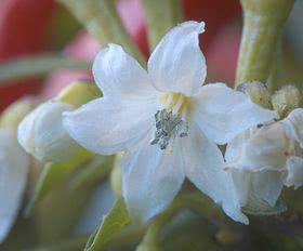Capsicum chinense: Identification, Health Benefits, Uses, Invasive ...