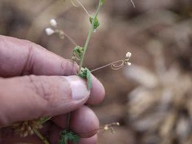 Cardiospermum halicacabum: Identification, Health Benefits, Uses ...