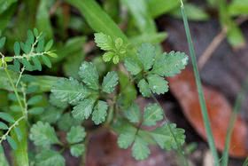 Reynoutria japonica: Identification, Health Benefits, Uses, Invasive ...