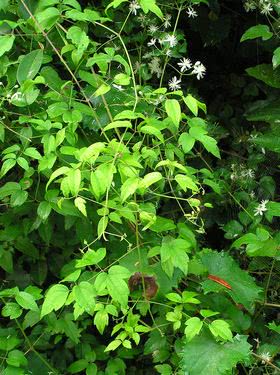Diodia virginiana: Identification, Health Benefits, Uses, Invasive ...