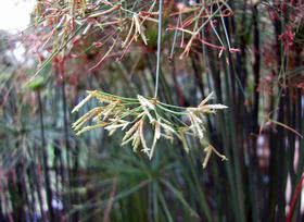 Cyperus papyrus: Identification, Health Benefits, Uses, Invasive ...