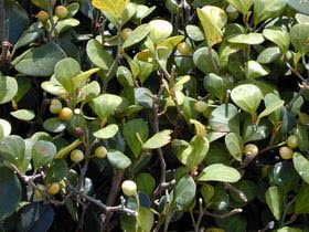 Ficus lyrata: Identification, Health Benefits, Uses, Invasive Concerns ...