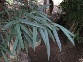 Ficus auriculata: Identification, Health Benefits, Uses, Invasive ...