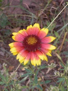 Gaillardia x grandiflora: Identification, Health Benefits, Uses ...