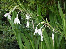 Gladiolus: Identification, Health Benefits, Uses, Invasive Concerns ...