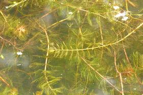 Myriophyllum aquaticum: Identification, Health Benefits, Uses, Invasive ...