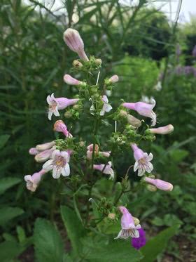 Penstemon: Identification, Health Benefits, Uses, Invasive Concerns ...