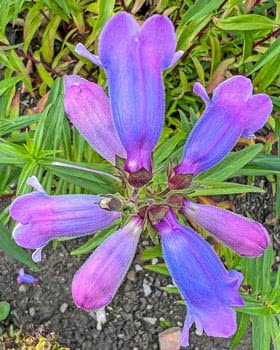 Penstemon: Identification, Health Benefits, Uses, Invasive Concerns ...