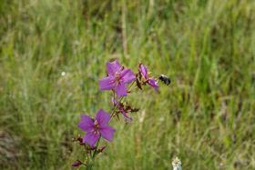 Rhexia virginica: Identification, Health Benefits, Uses, Invasive ...