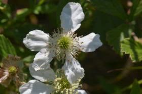 Rubus bifrons: Identification, Health Benefits, Uses, Invasive Concerns ...