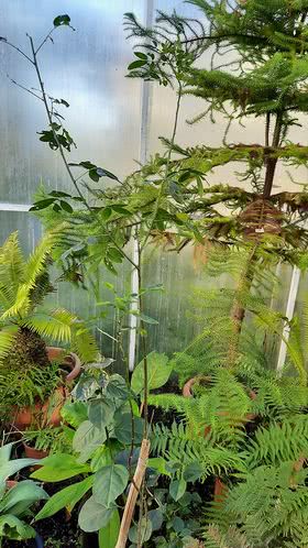 Senna hebecarpa: Identification, Health Benefits, Uses, Invasive ...