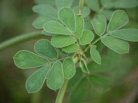 Senna hebecarpa: Identification, Health Benefits, Uses, Invasive ...