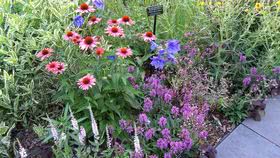 Stachys byzantina: Identification, Health Benefits, Uses, Invasive ...