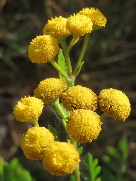 Tanacetum balsamita: Identification, Health Benefits, Uses, Invasive ...