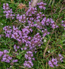 Thymus serpyllum: Identification, Health Benefits, Uses, Invasive ...