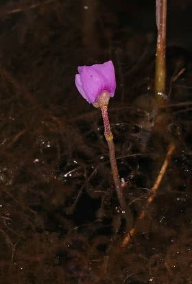 Utricularia: Identification, Health Benefits, Uses, Invasive Concerns ...