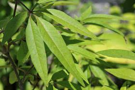 Vitex rotundifolia: Identification, Health Benefits, Uses, Invasive ...