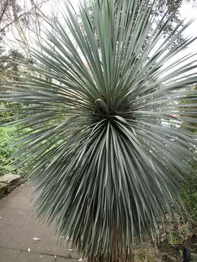 Yucca gigantea: Identification, Health Benefits, Uses, Invasive ...